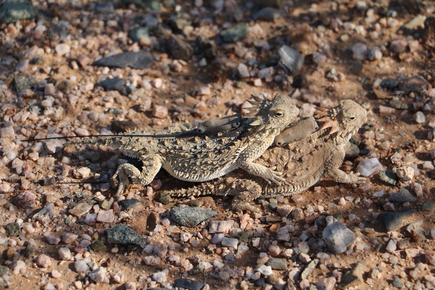 Horned lizard research greatly enhanced by transmitter longevity - HOLOHIL